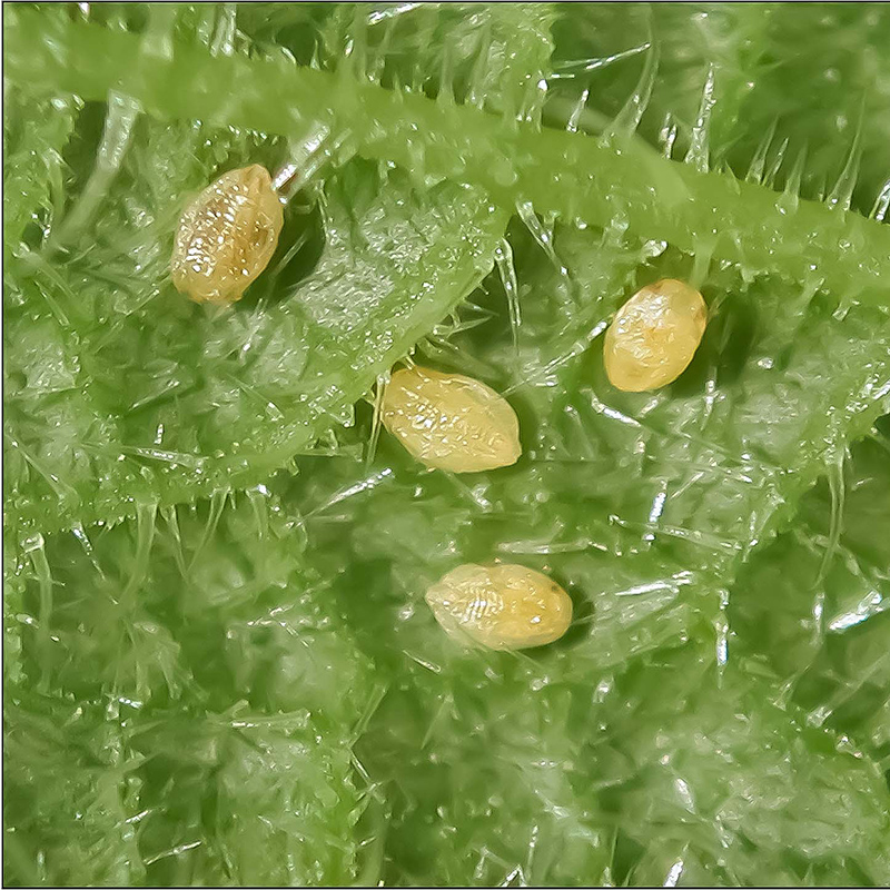 Eretmocerus eremicus, una avispa parasitoide eficaz contra mosca blanca ...